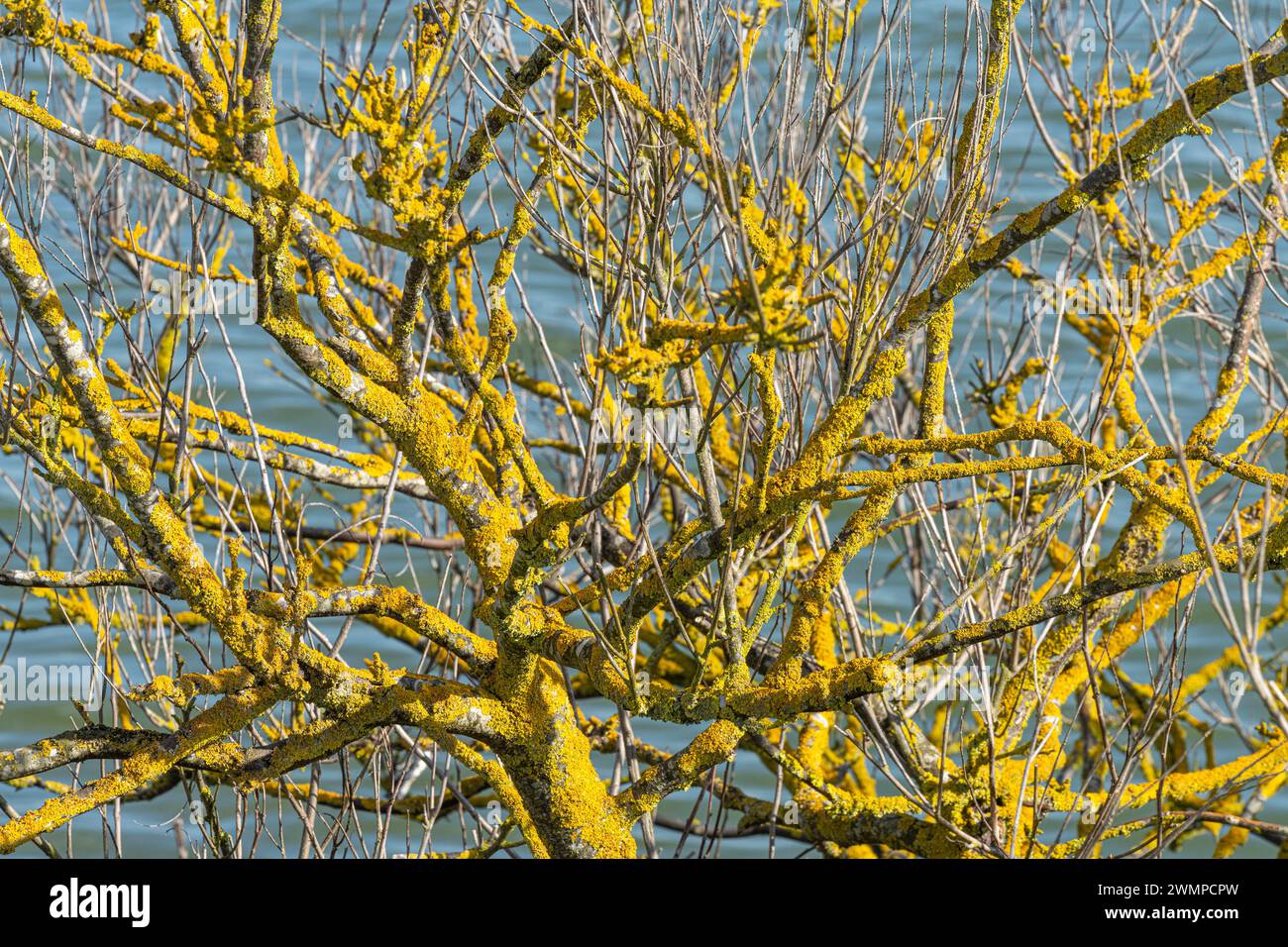 Tree trunk covered in fungi hi-res stock photography and images - Alamy