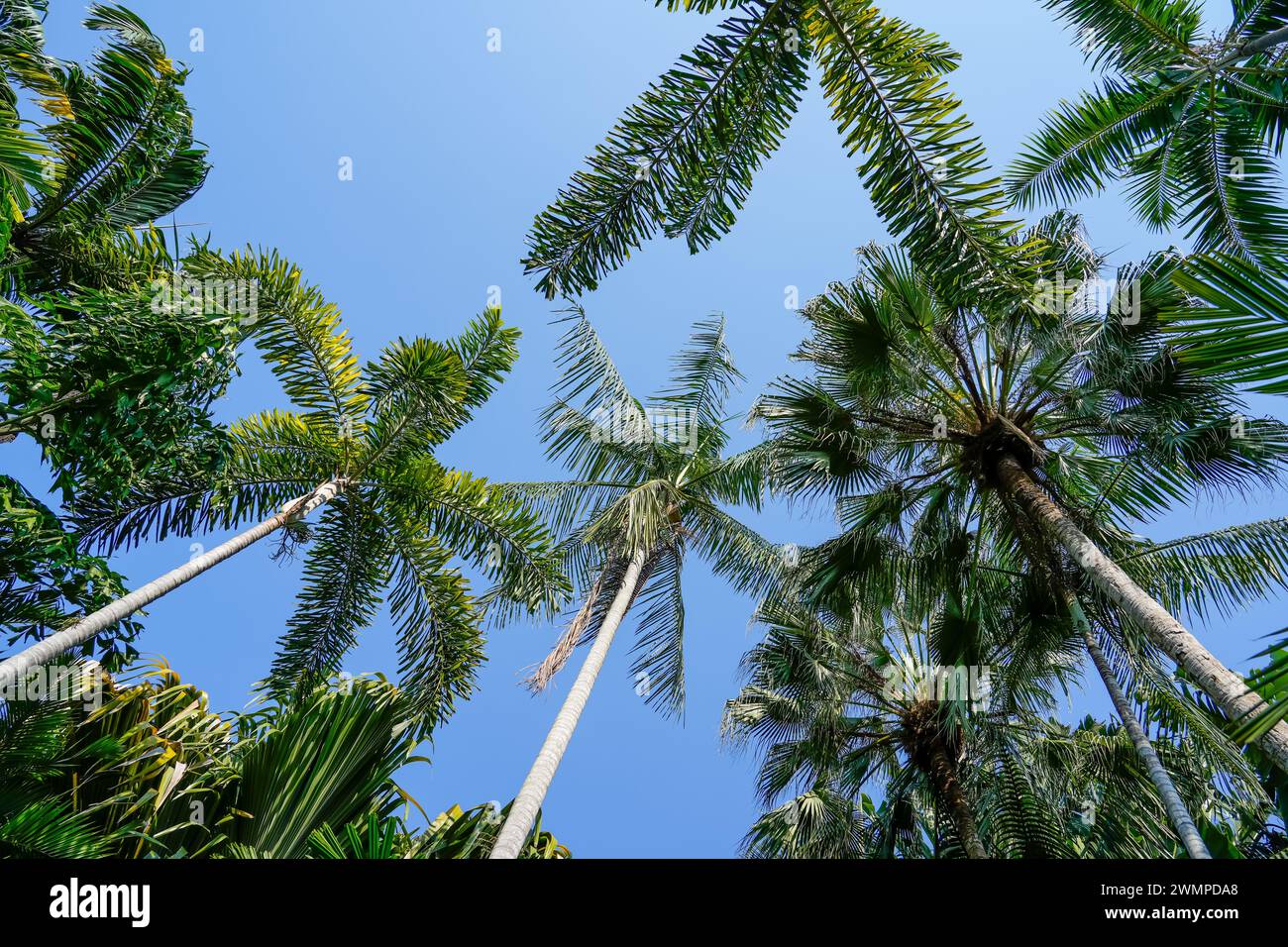 Palm trees exotic rainforest against a background of tropical blue sky ...