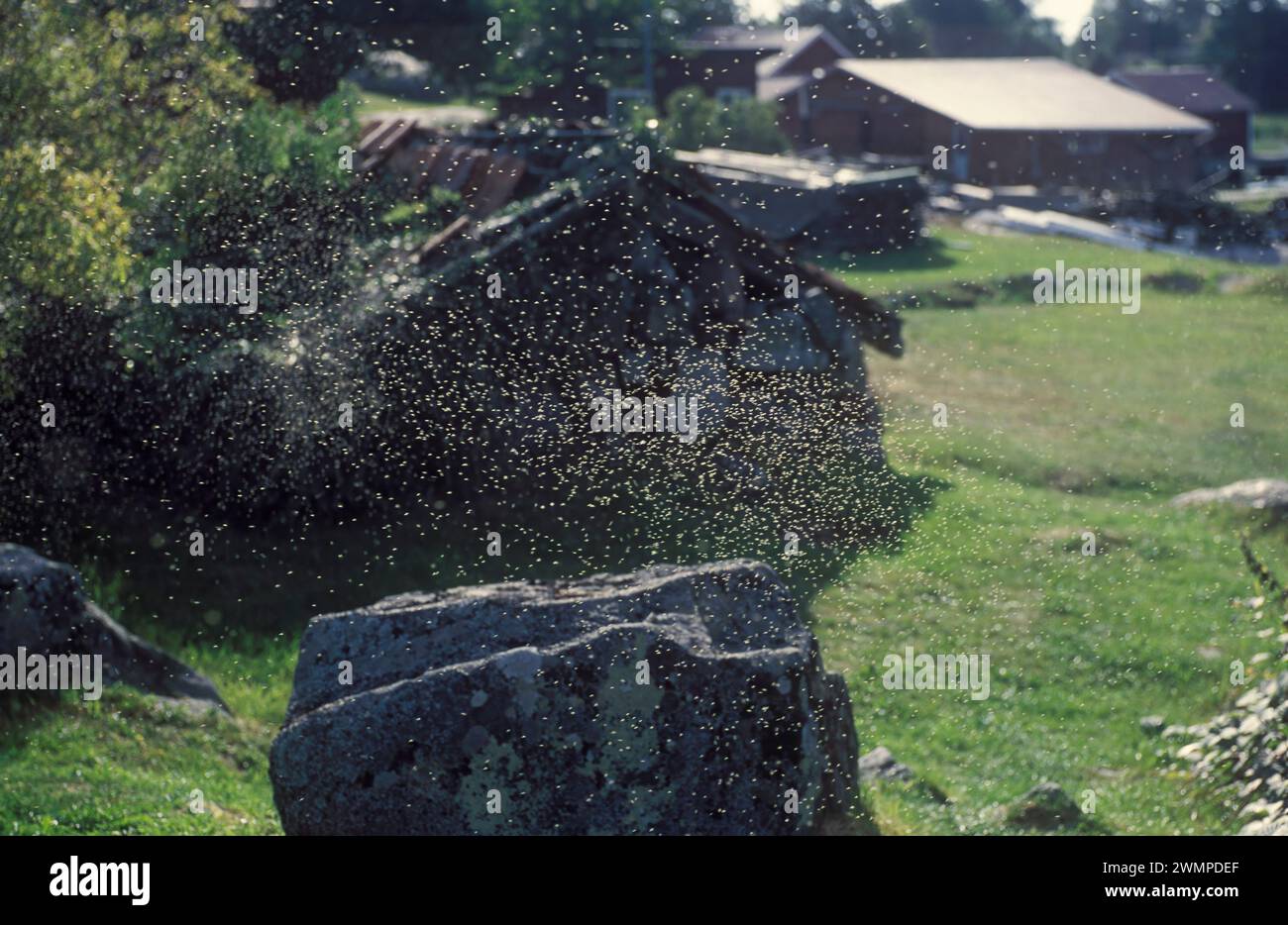 Mosquito swarm hi-res stock photography and images - Alamy
