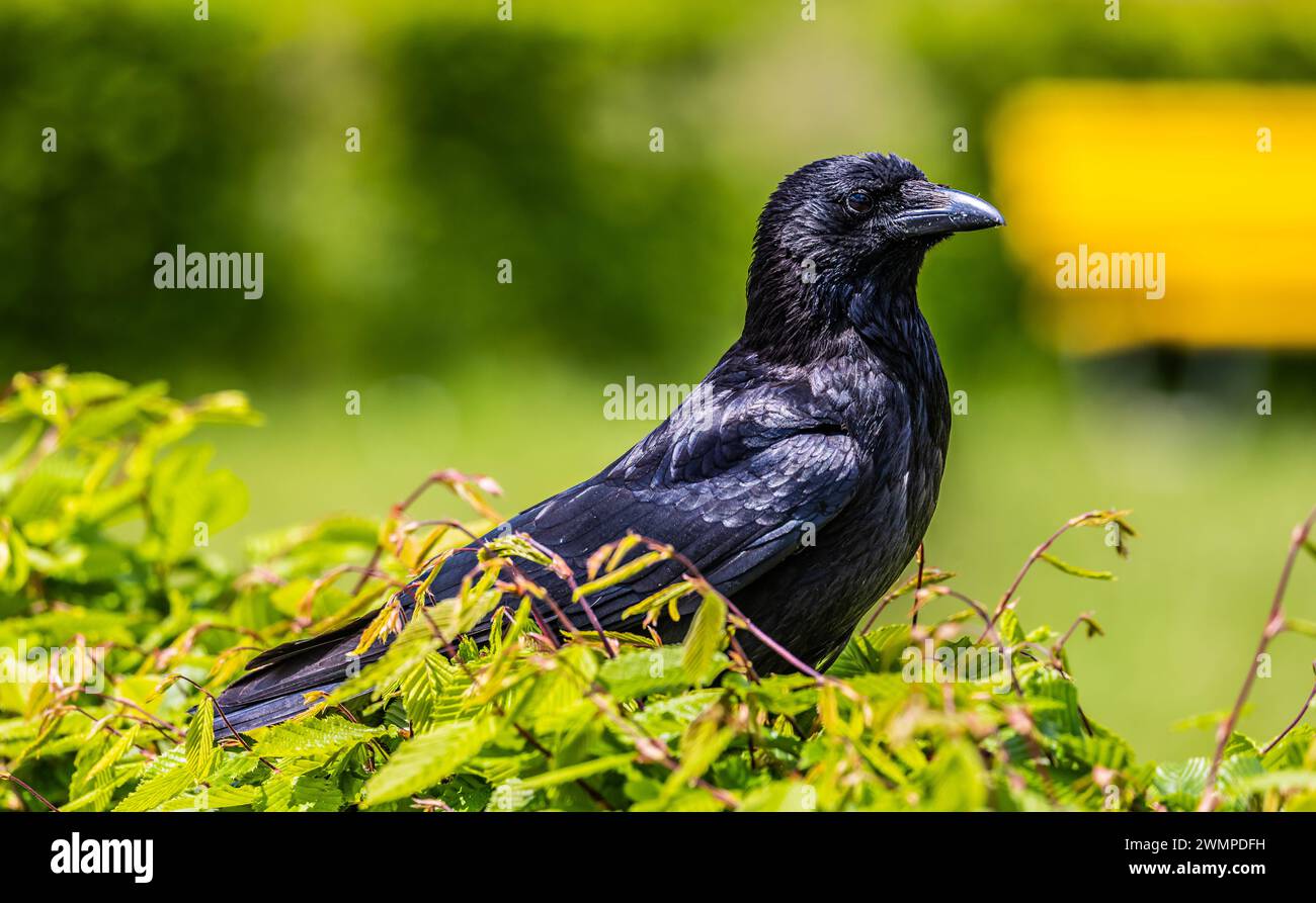 Editoral che hi-res stock photography and images - Alamy