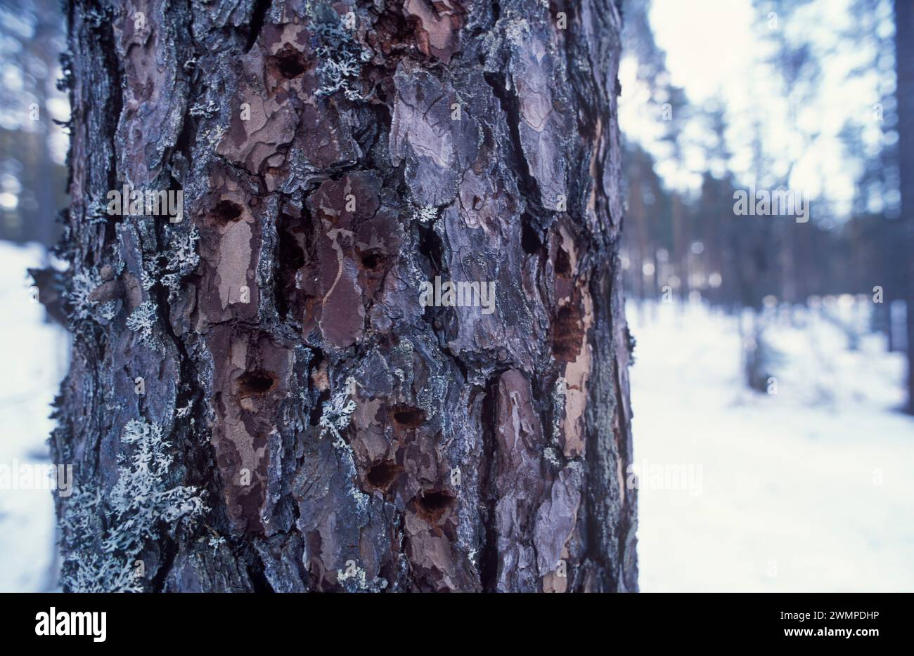Woodpecker marks on pine tree Stock Photo - Alamy