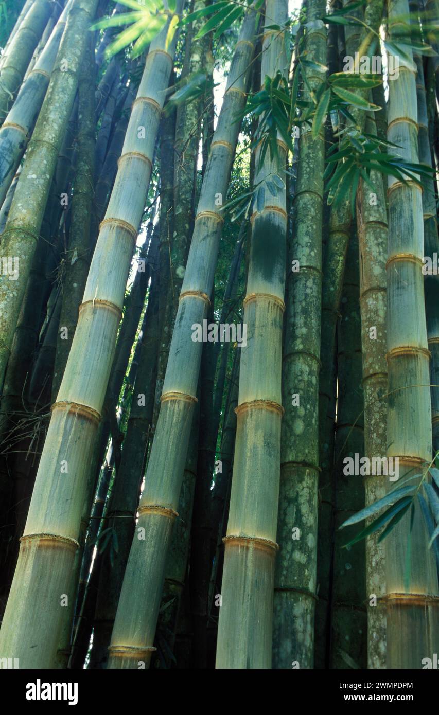 Bambuseae hi-res stock photography and images - Alamy