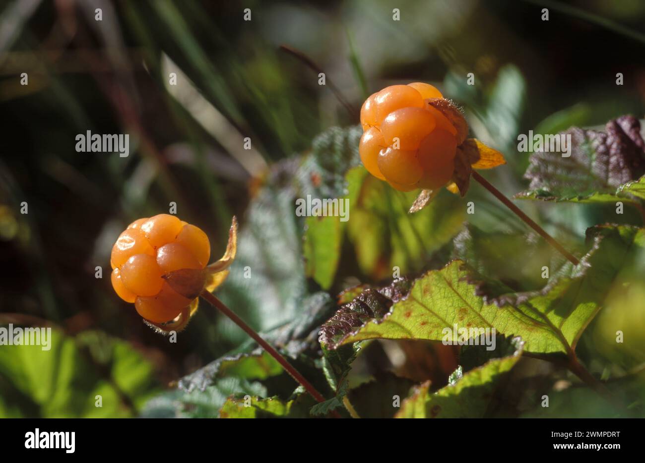 Cloudberry. Rubus chamaemorus Stock Photo - Alamy