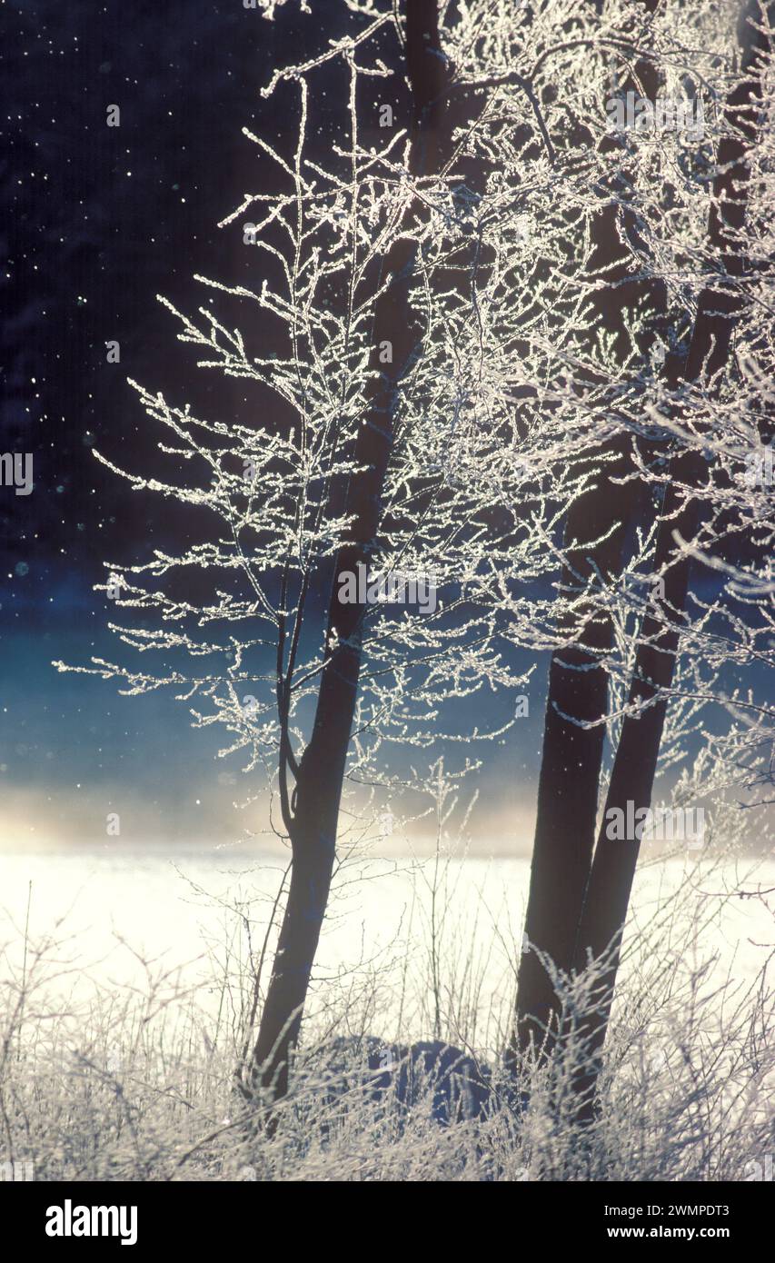 Trees with frost Stock Photo - Alamy