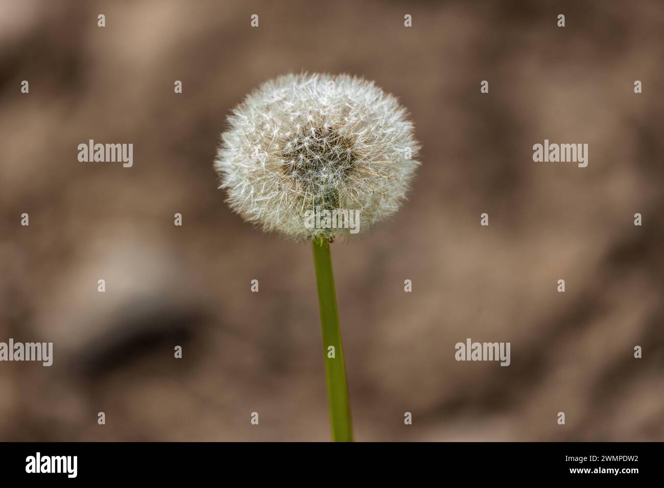 Pusteblumen Die Pusteblume ist die reife Frucht des gewöhnlichen ...