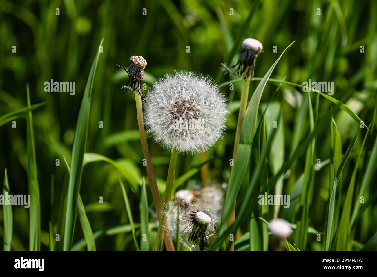 Pusteblumen Die Pusteblume ist die reife Frucht des gewöhnlichen ...