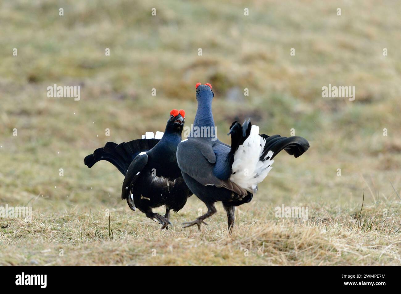 Black Grouse (Tetrao tetrix) two male birds displaying in early morning ...