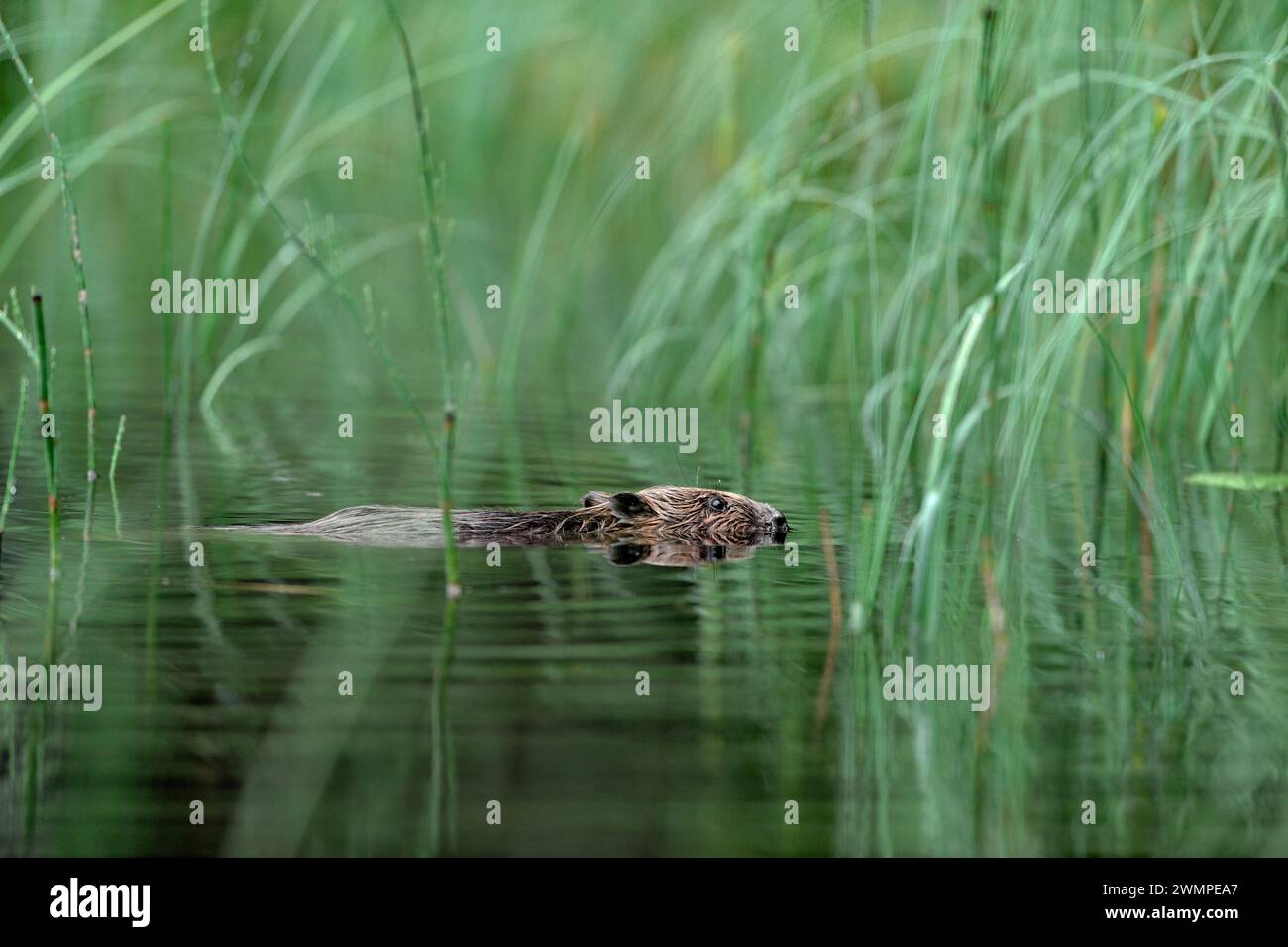 European Beaver (Castor fiber) juvenile, motionless on loch surface in ...