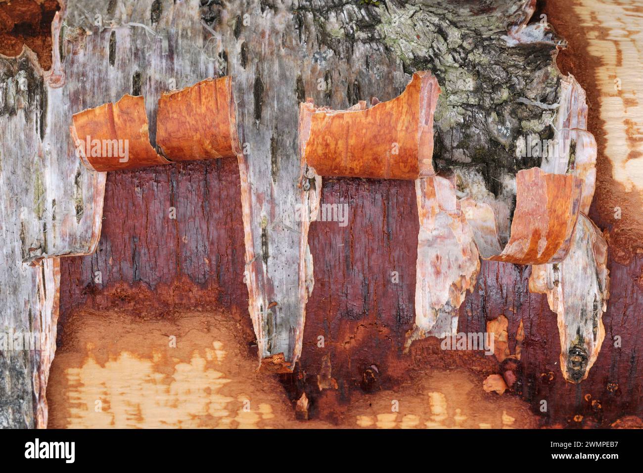 European Beaver (Castor fiber) silver birch (Betula pendula) log felled ...