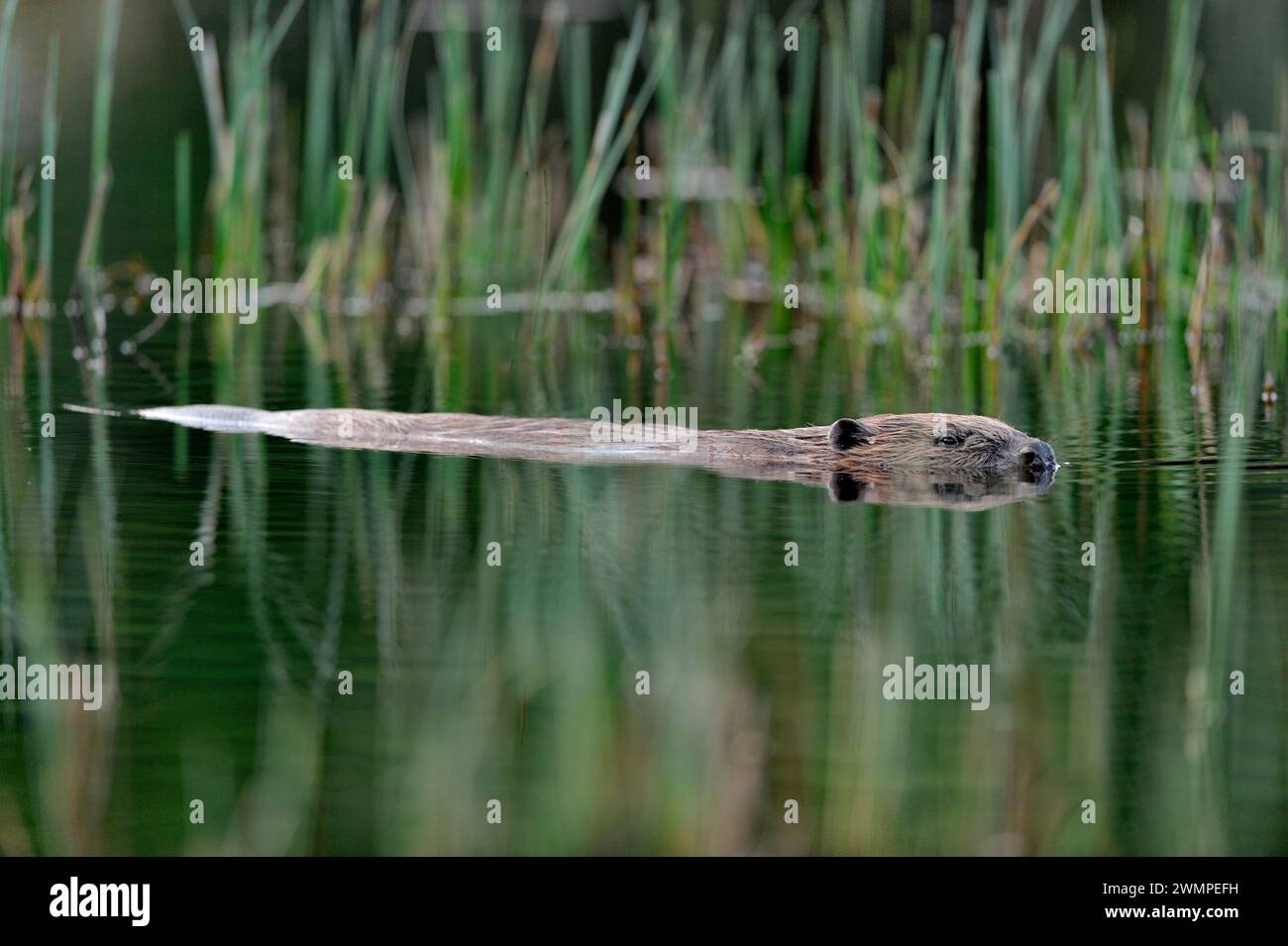 European Beaver (Castor fiber) adult motionless on loch surface in ...