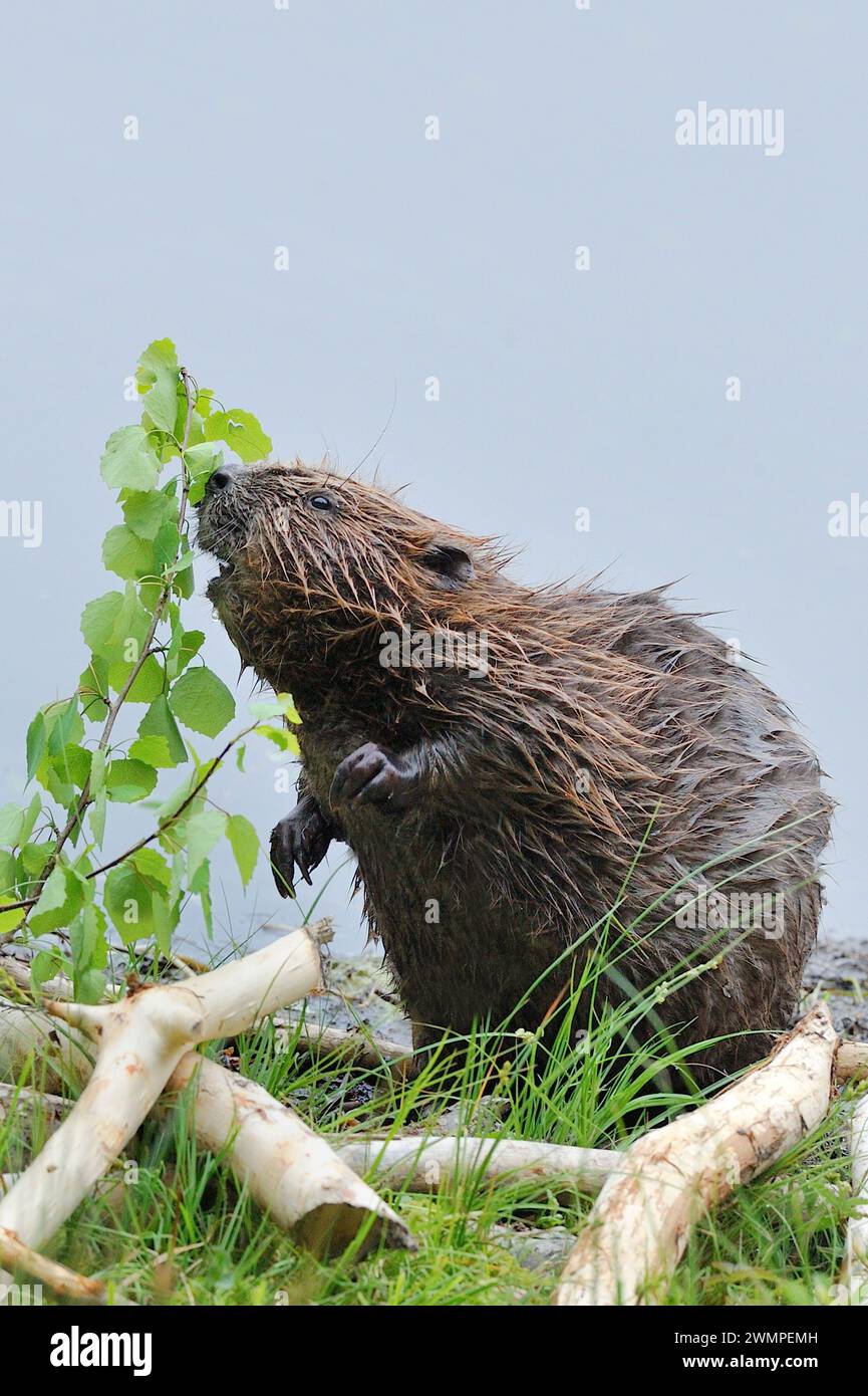 European Beaver (Castor fiber) feeding on aspen on shore of loch at ...
