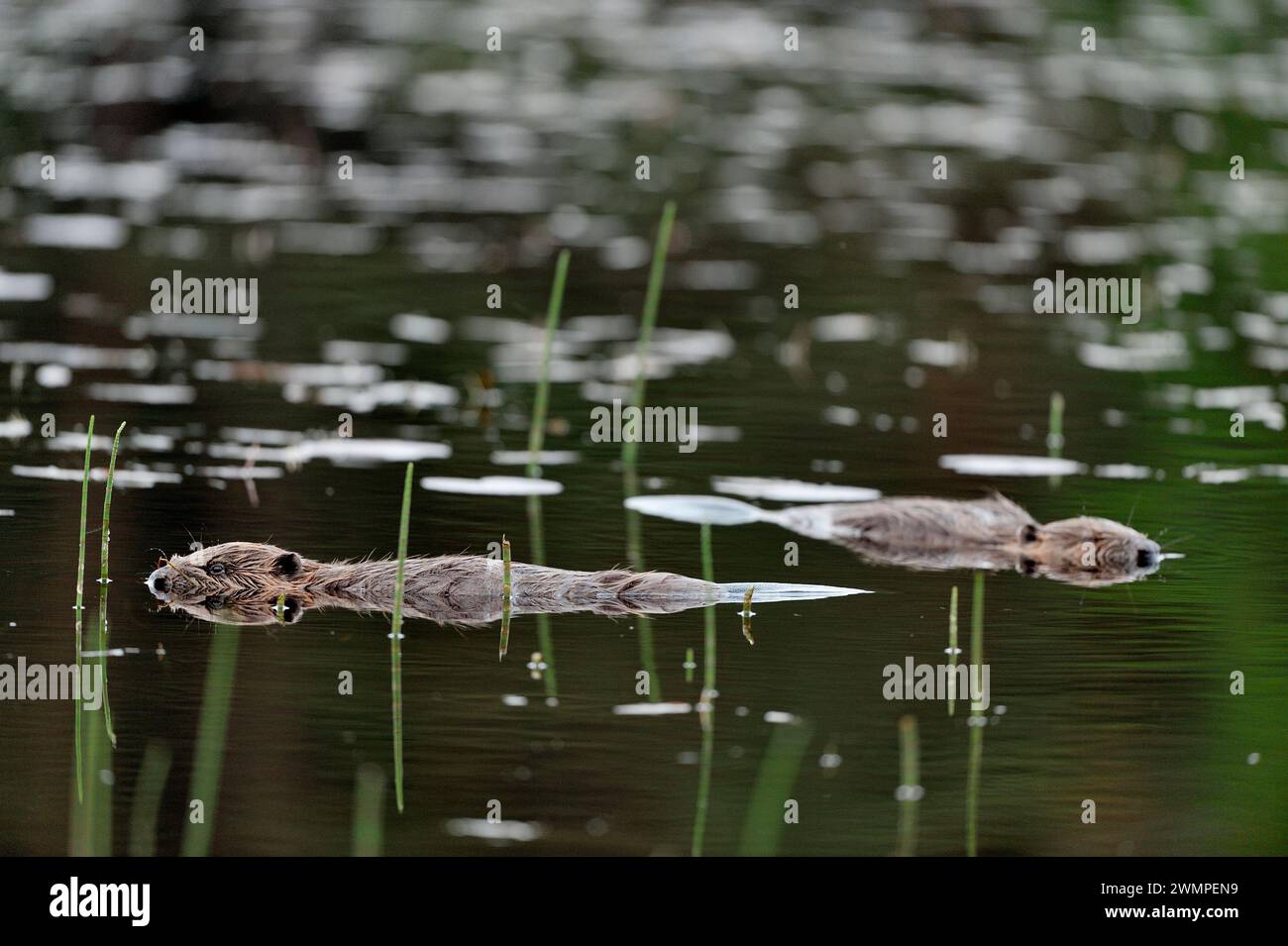 European Beaver (Castor fiber) two adults, motionless on loch in ...