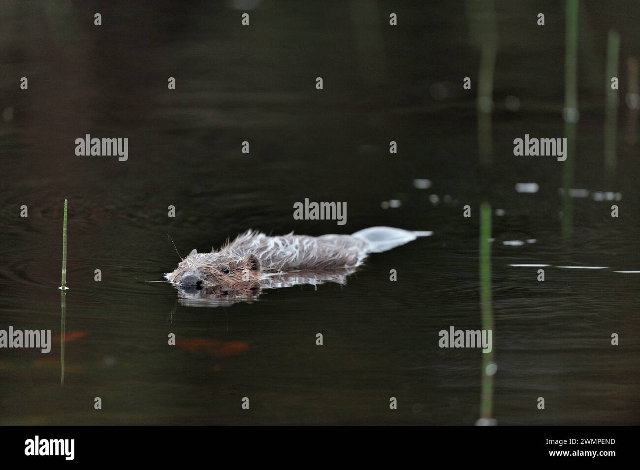 European Beaver (Castor fiber) adult, motionless on loch in evening at ...
