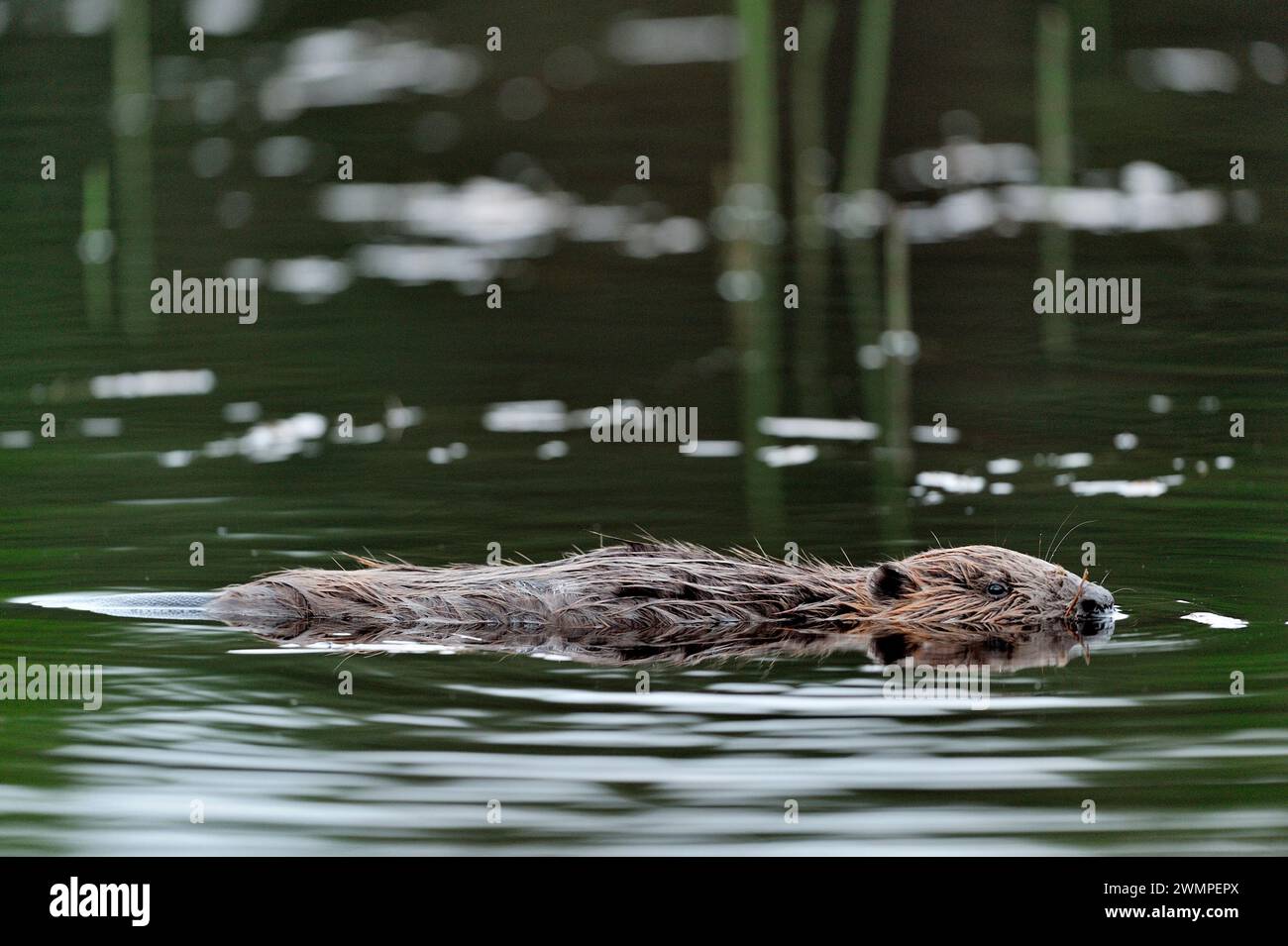 European Beaver (Castor fiber) adult, motionless on loch in evening at ...