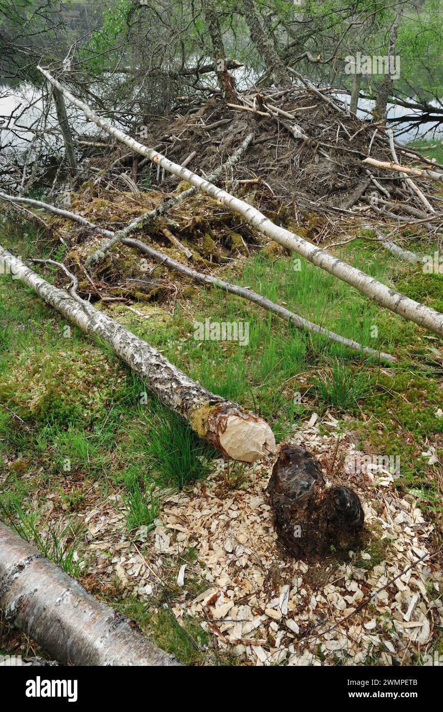 European Beaver (Castor fiber) lodge at the edge of Aigas Loch, site of ...