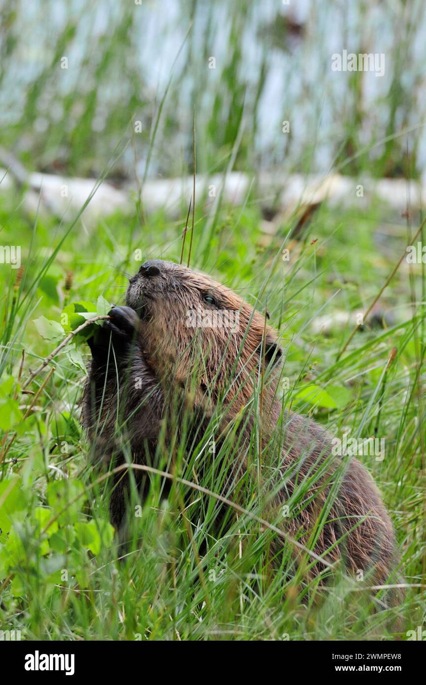 European Beaver (Castor fiber) feeding on aspen at Aigas Field Centre ...