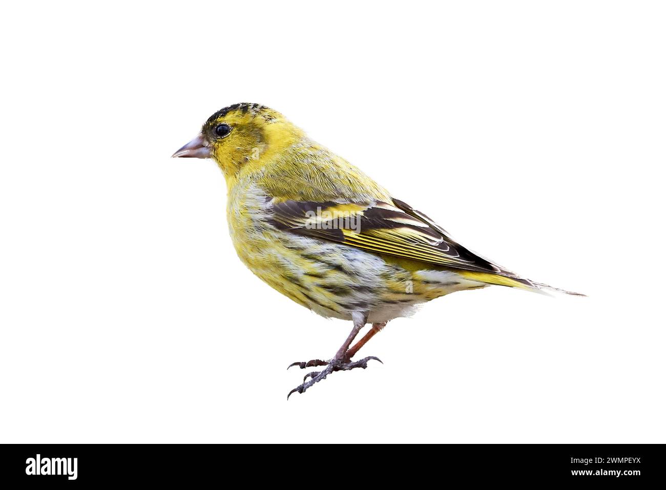 European siskin bird isolated on white background (Spinus spinus Stock ...