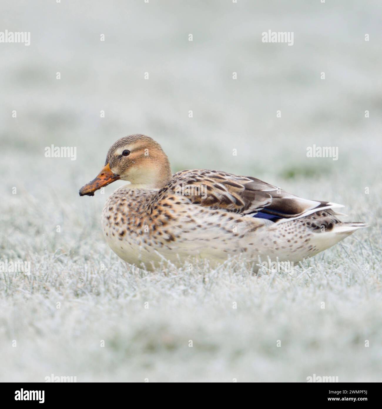 Ente auf rasen hi-res stock photography and images - Alamy