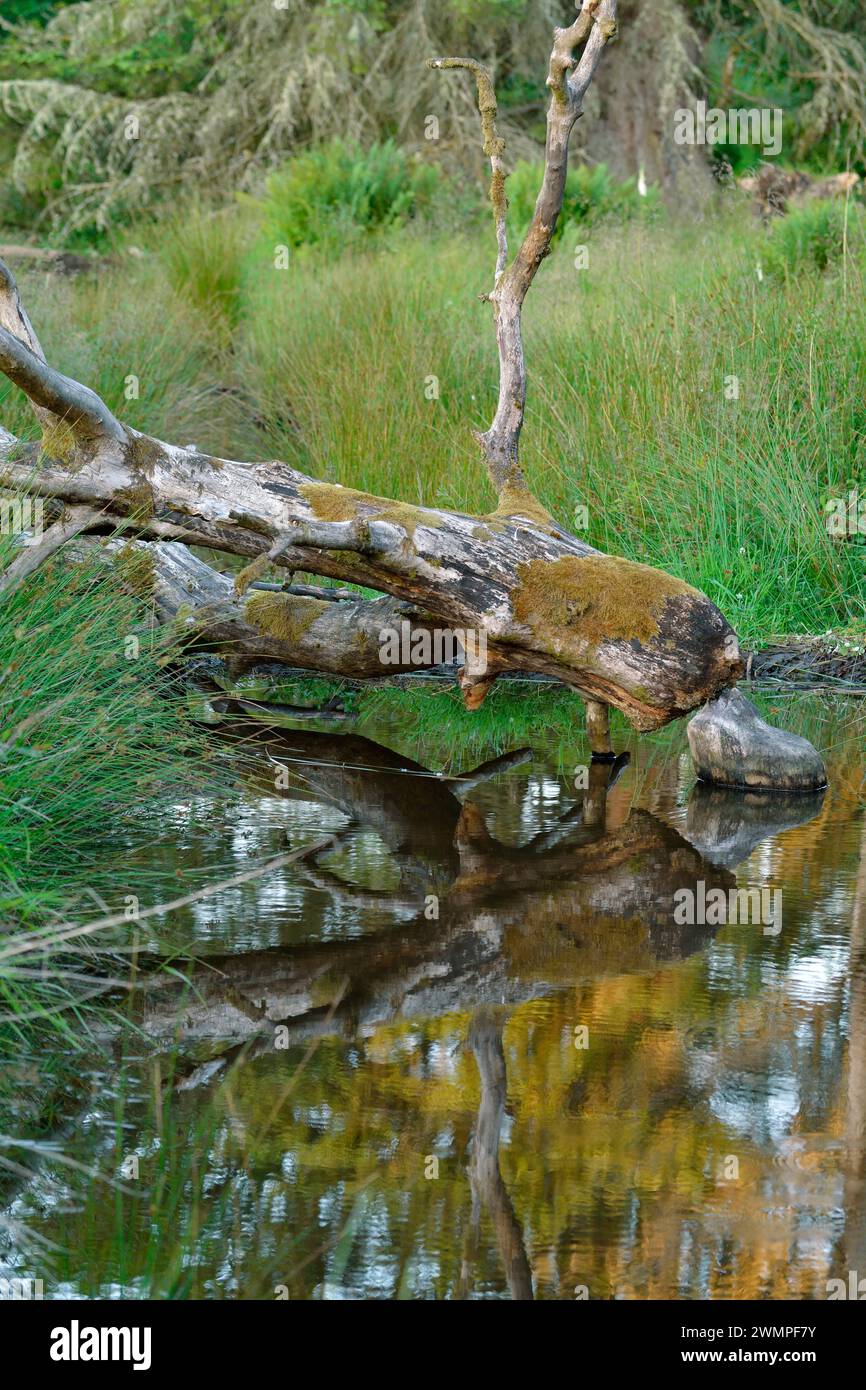 European Beaver (Castor fiber) dead alder tree (Alnus glutinosa) felled ...