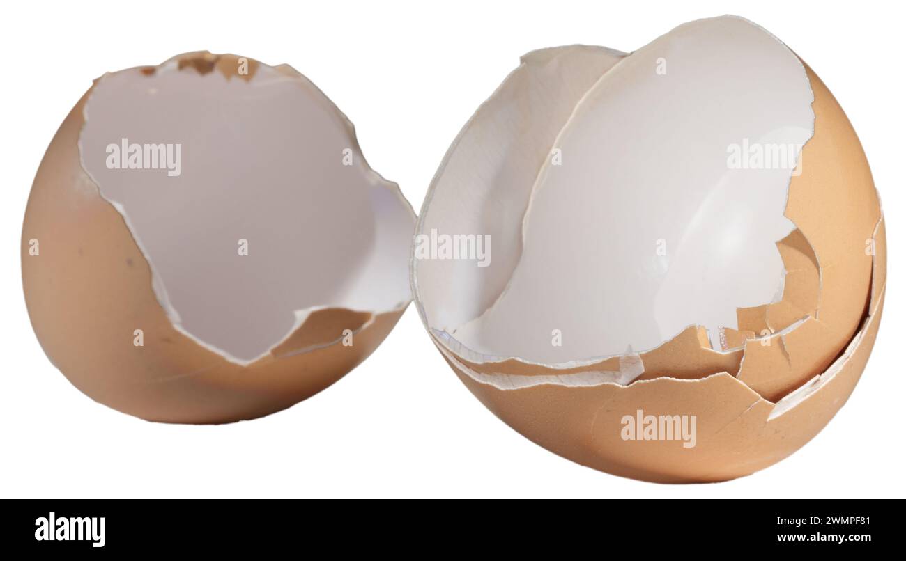Beige colored free range chicken egg shells split i half Stock Photo ...