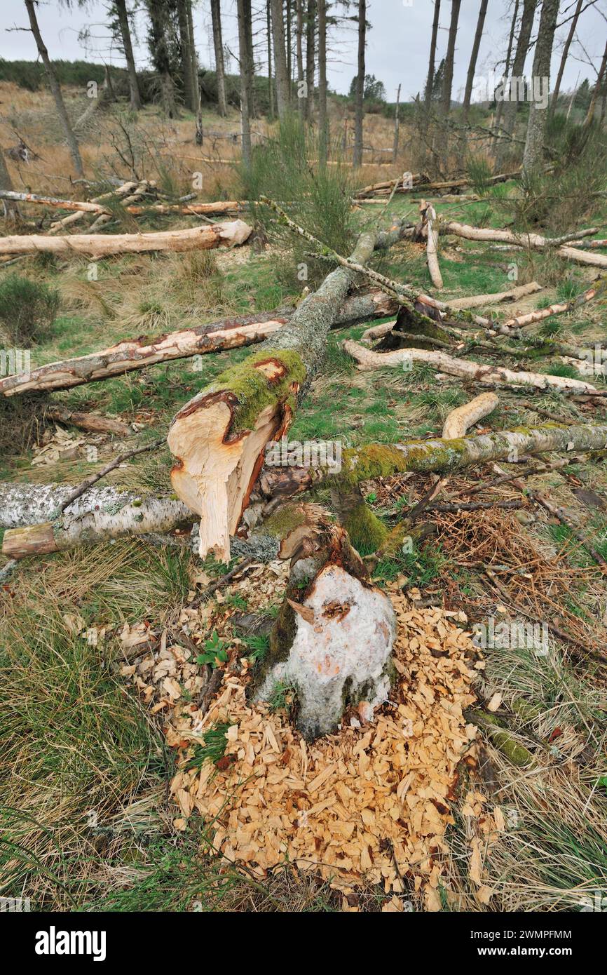 European Beaver (Castor fiber) felled silver birch trees (Betula ...