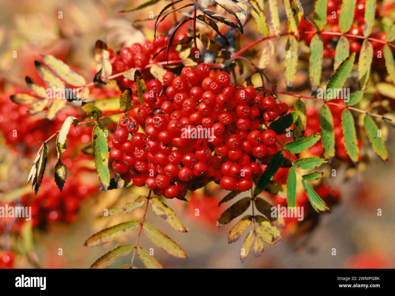Rowan / Mountain Ash (Sorbus aucuparia)berries in autumn, Glen Affric ...