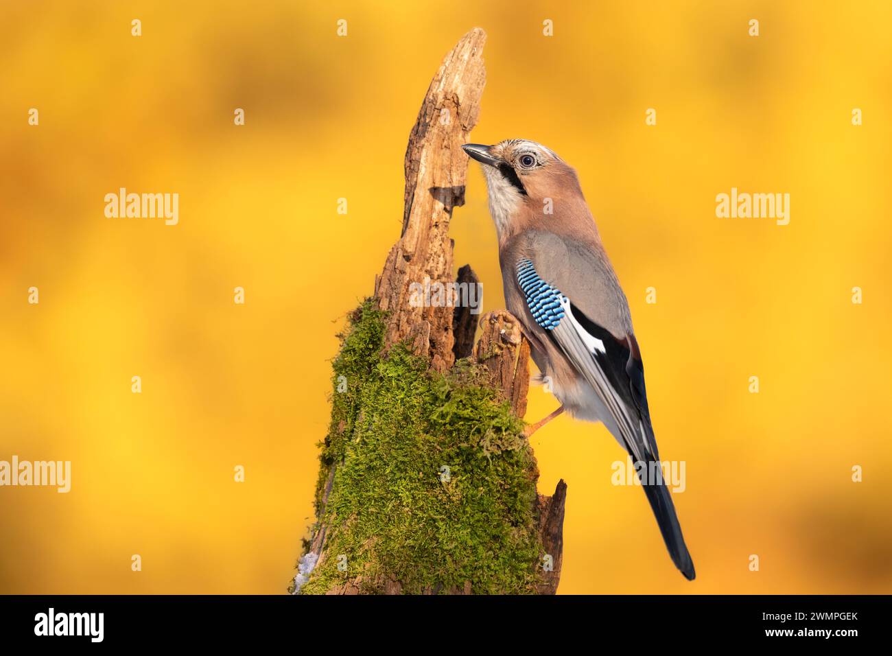 Bird - Eurasian Jay Garullus glandarius on amazing autumn yellow ...