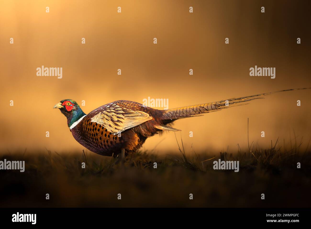 Common Pheasant Habitat – Faisán, Phasianus colchicus – DFXDX