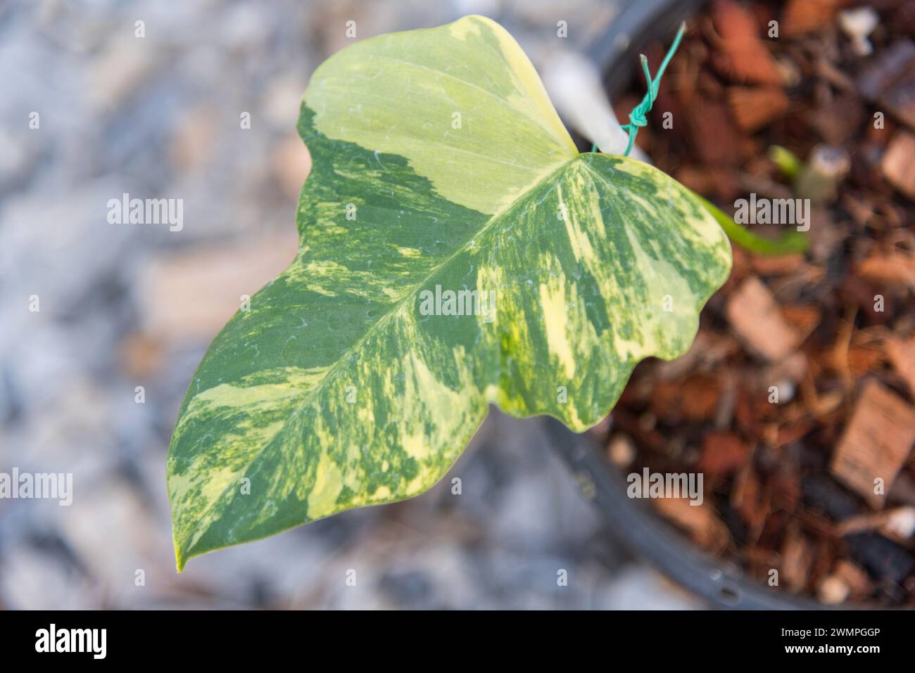 Closeup to Fresh leaf of philodendron florida beauty x mayoi Stock ...