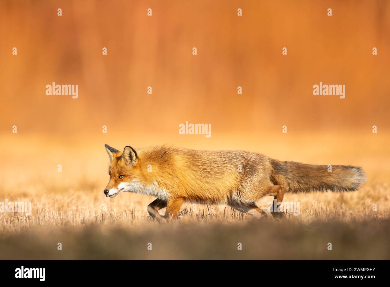Mammal Fox Vulpes vulpes in natural scenery, Poland Europe, animal ...