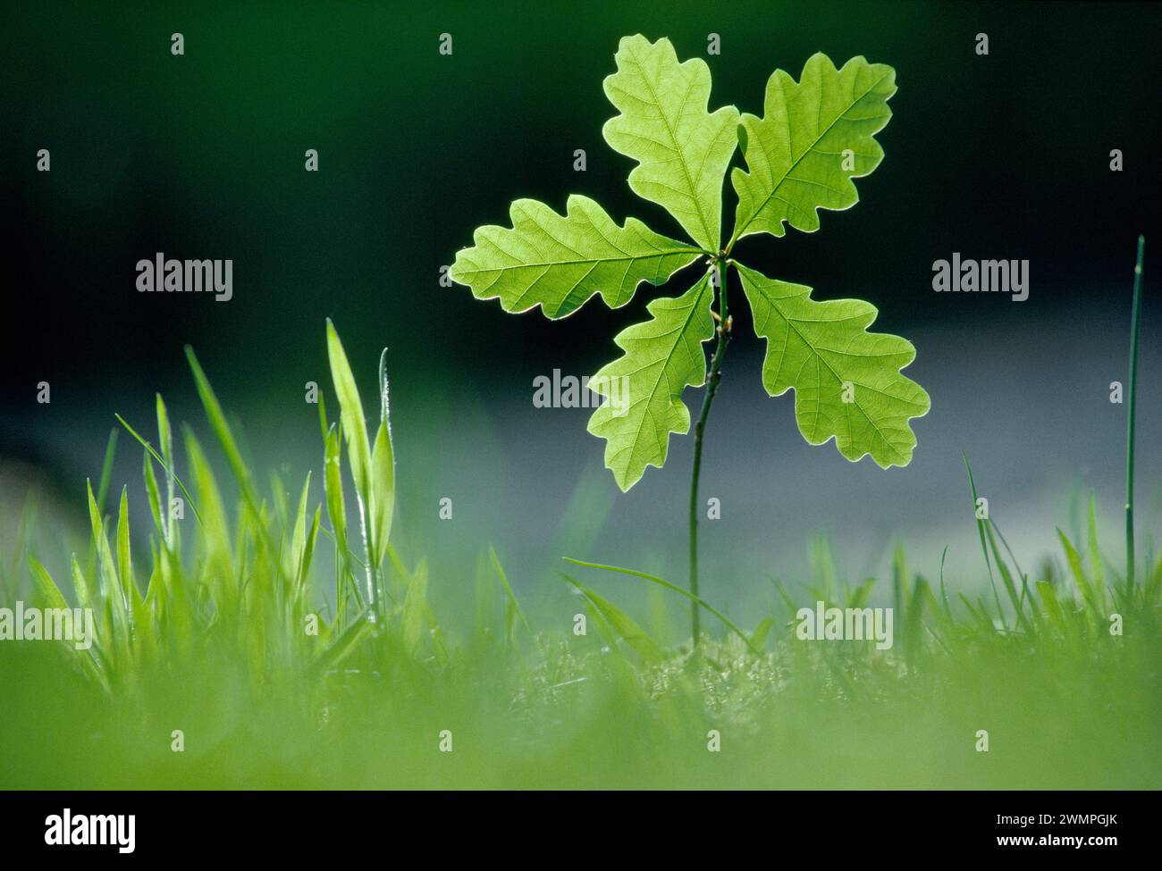 Sessile / Durmast Oak (Quercus petraea) seedling photographed by ...