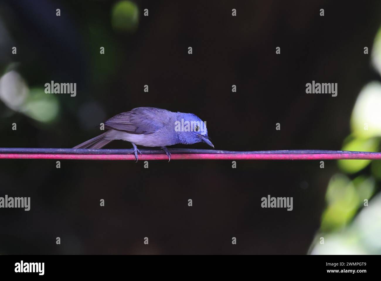 black-naped monarch sitting on a wire. this photo was taken from ...