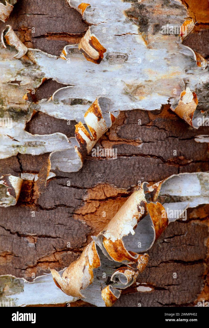 Silver Birch (Betula pendula) peeling bark on felled tree trunk ...
