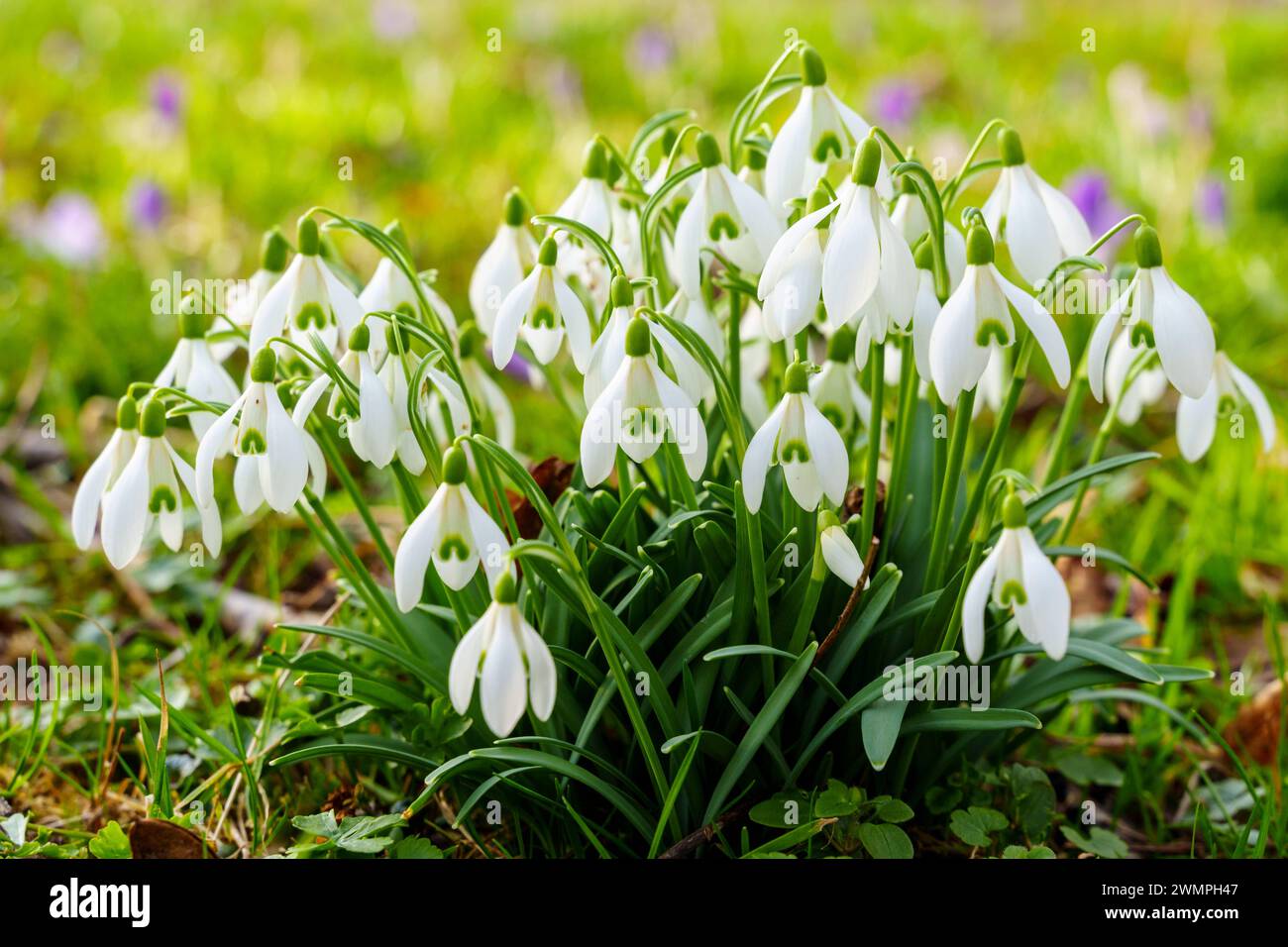 Bavaria, Germany - February 27, 2024: Snowdrop Galanthus flowers ...
