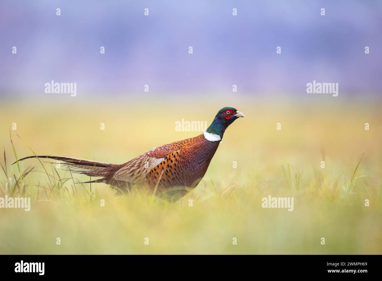 Common pheasant Phasianus colchius Ring-necked pheasant in natural ...