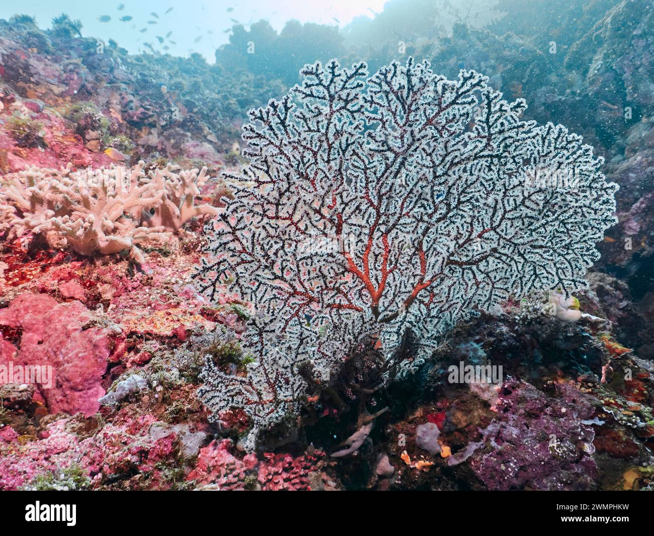 Biodiverse Reefs, Komodo National Park , Indonesia Stock Photo - Alamy
