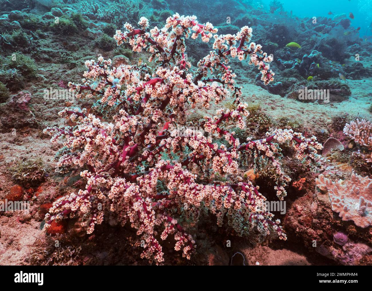 Biodiverse Reefs, Komodo National Park , Indonesia Stock Photo - Alamy