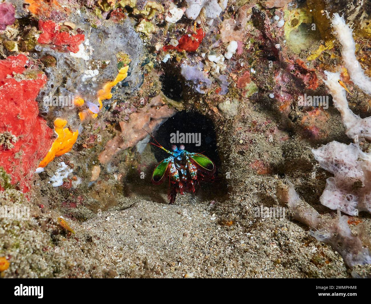 Biodiverse Reefs, Mantis shrimp, Komodo National Park , Indonesia Stock ...