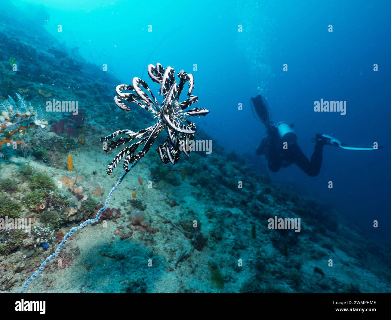 Diver, Biodiverse Reefs, Komodo National Park , Indonesia Stock Photo ...