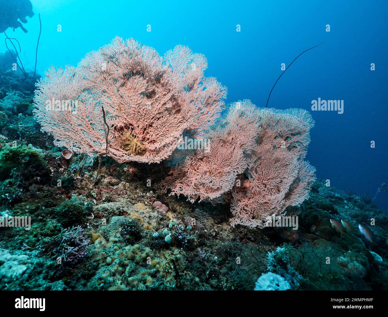 Biodiverse Reefs, Komodo National Park , Indonesia Stock Photo - Alamy