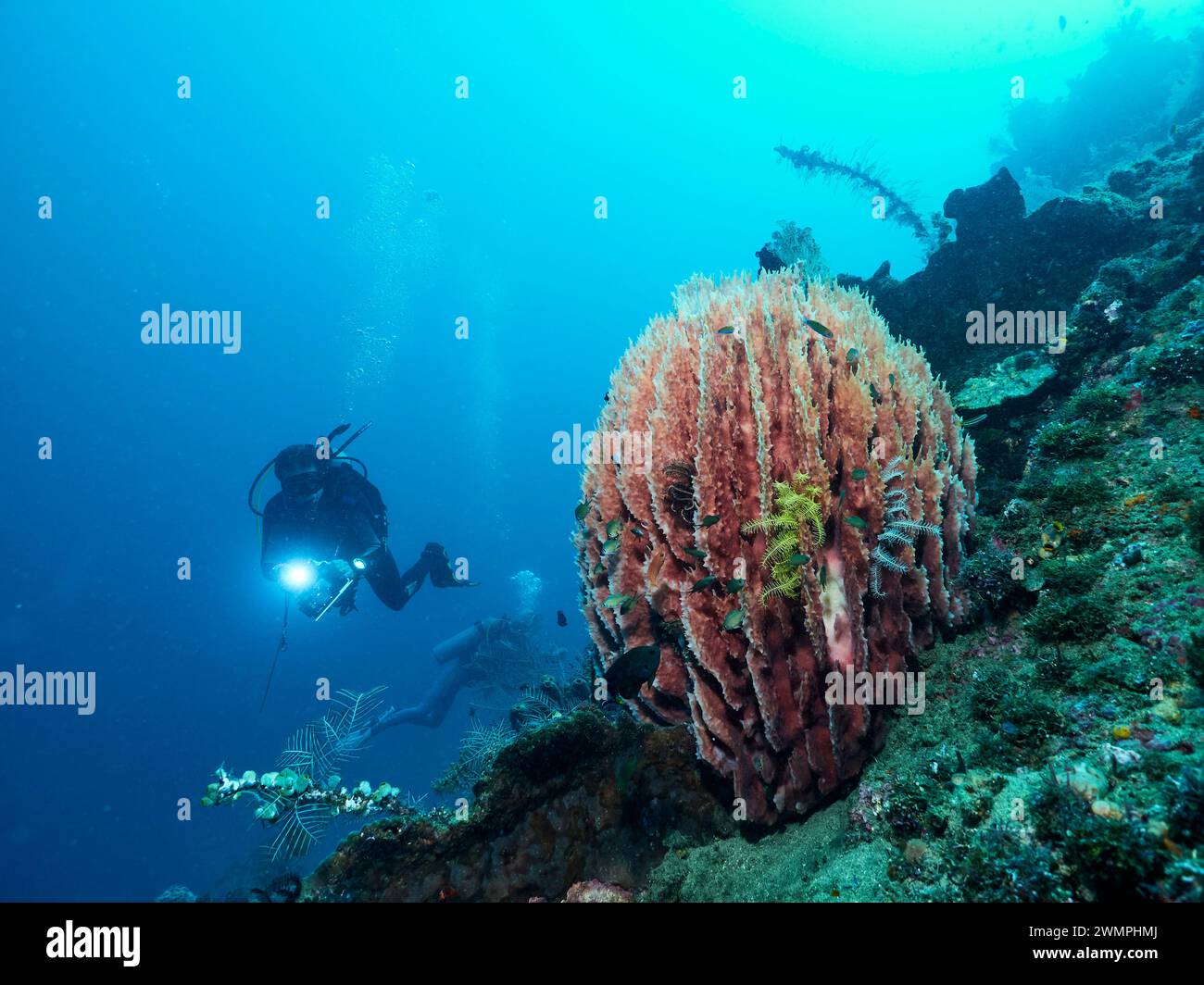 Biodiverse Reefs, Komodo National Park , Indonesia Stock Photo - Alamy