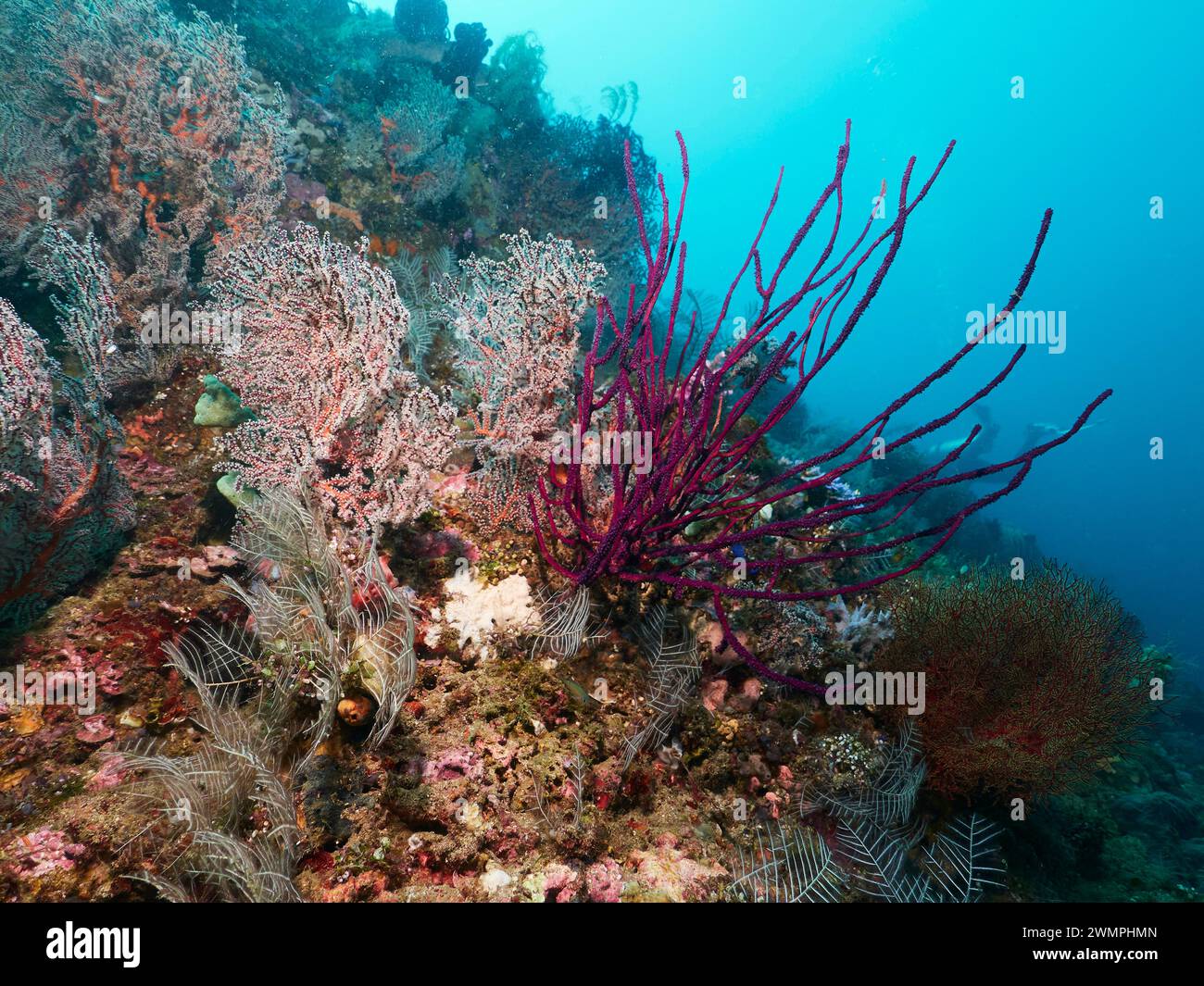 Biodiverse coral reef hi-res stock photography and images - Alamy