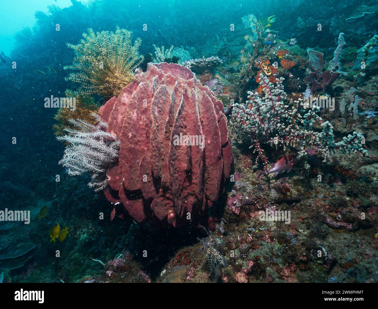 Biodiverse Reefs, Komodo National Park , Indonesia Stock Photo - Alamy