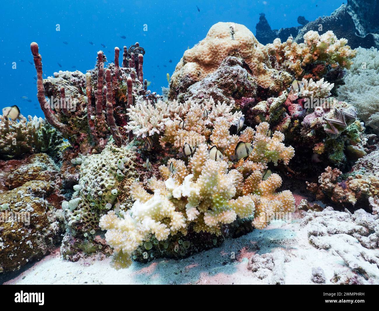 Biodiverse Reefs, Komodo National Park , Indonesia Stock Photo - Alamy