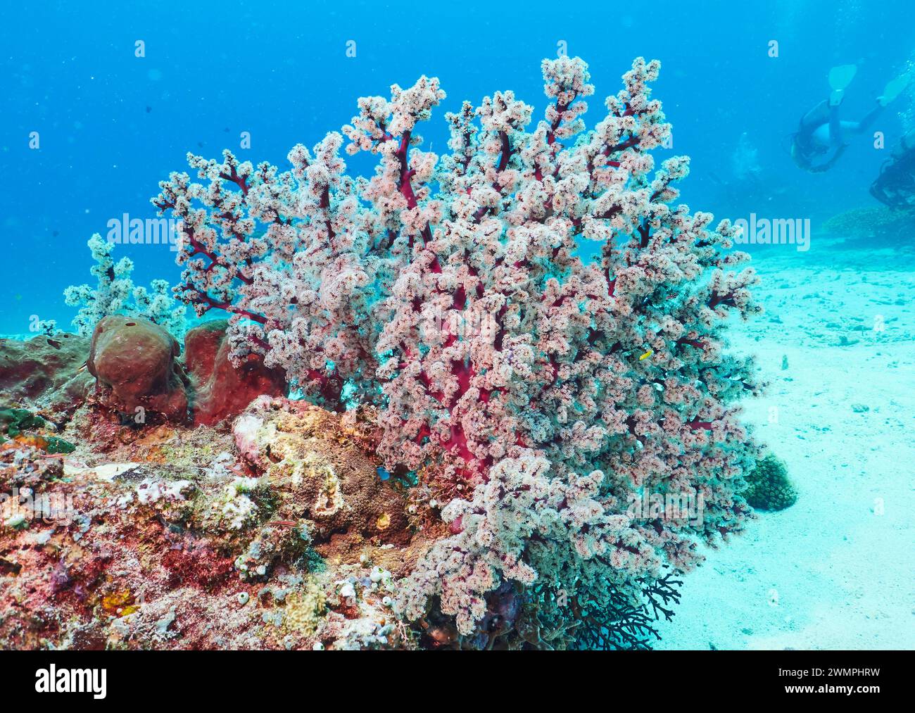 Biodiverse Reefs, Komodo National Park , Indonesia Stock Photo - Alamy