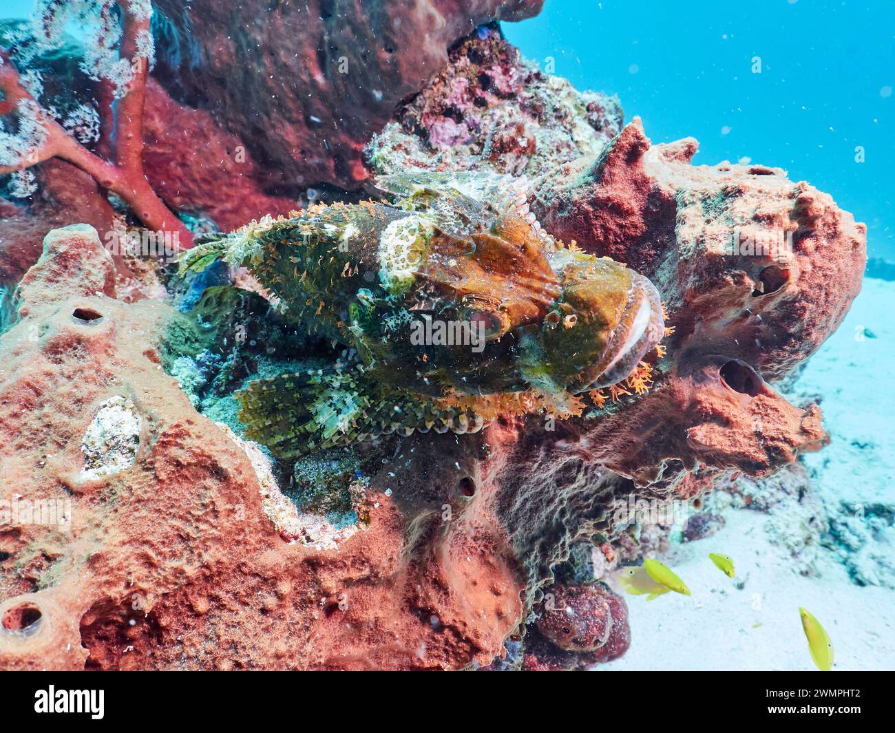Biodiverse Reefs, Komodo National Park , Indonesia Stock Photo - Alamy