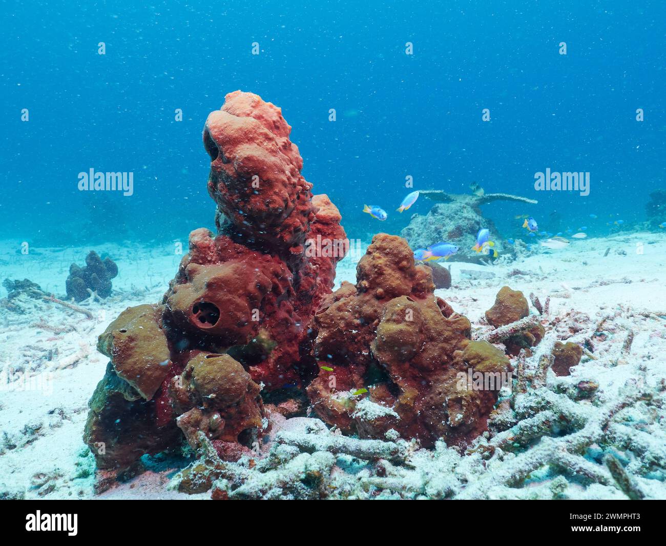 Biodiverse coral reef hi-res stock photography and images - Alamy