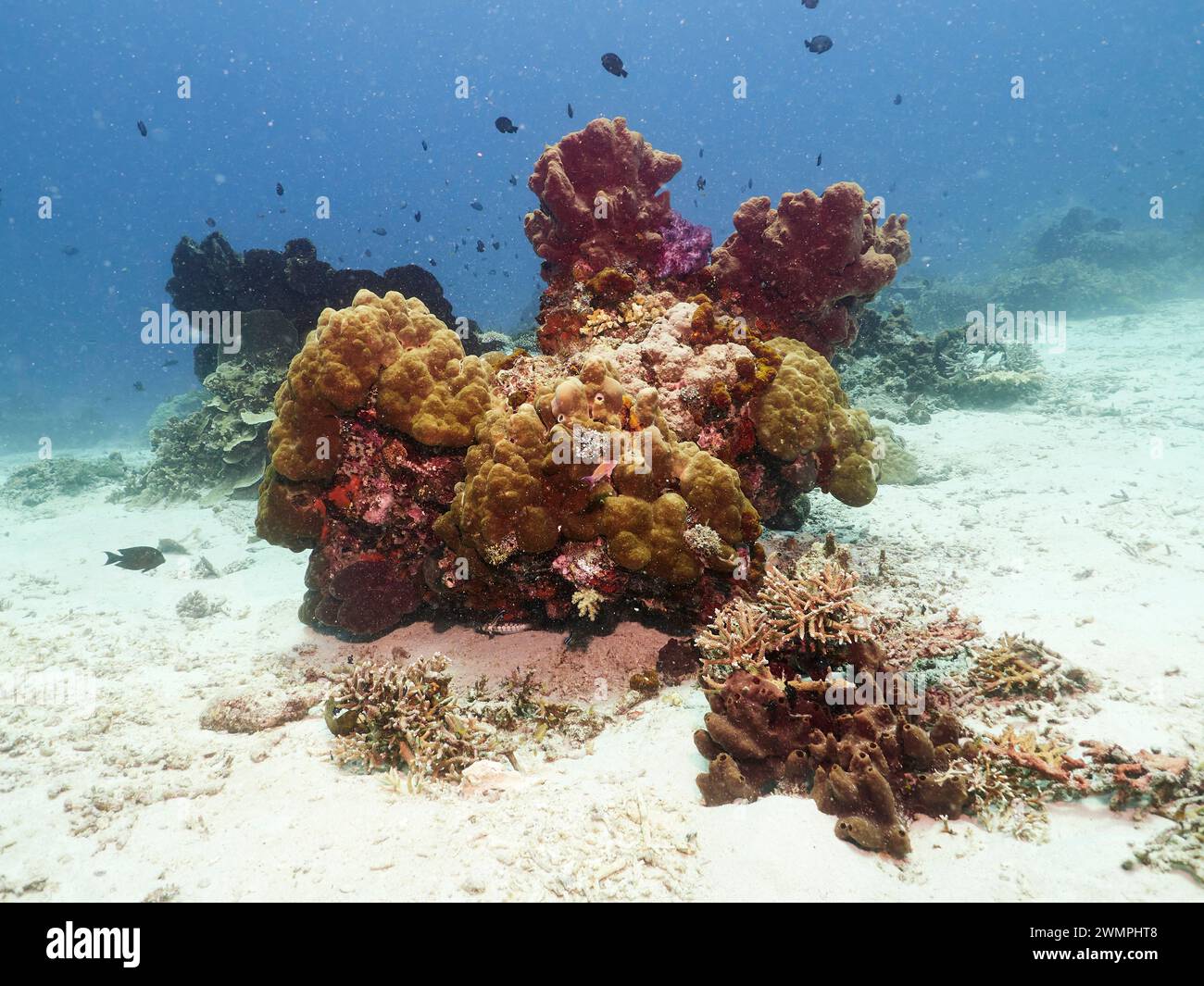 Biodiverse Reefs, Komodo National Park , Indonesia Stock Photo - Alamy