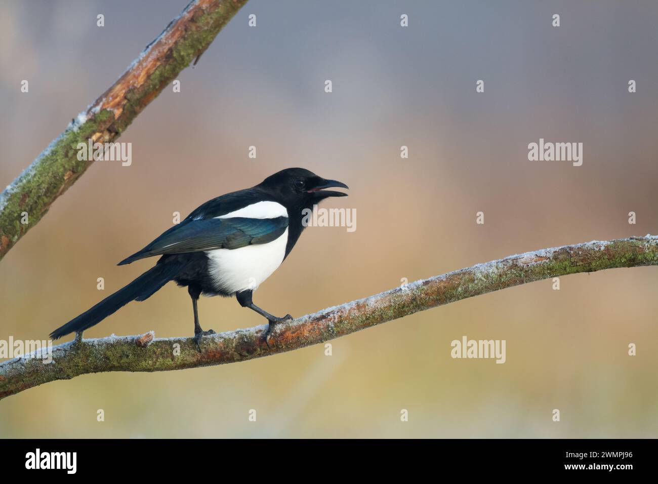 Bird - Common magpie Pica pica, very smart and clever bird with black ...
