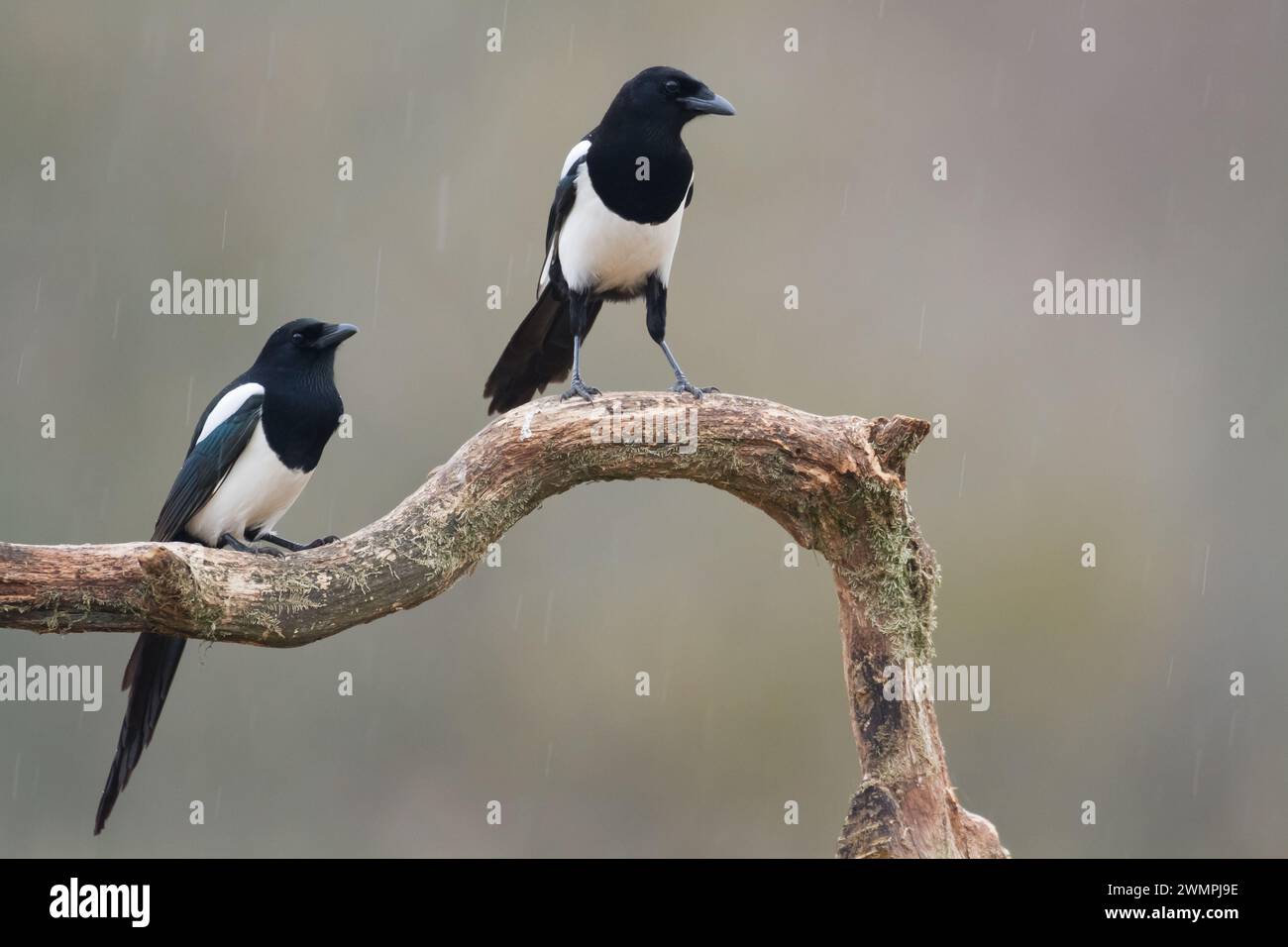 Bird - Common magpie Pica pica, very smart and clever bird with black ...